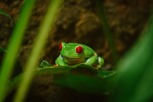This Rainforest Reptile Is So Colorful It Looks Unreal - NewsBreak