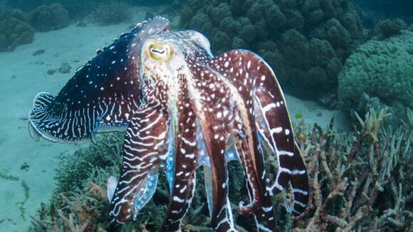 The Cuttlefish’s Color-Changing Mating Dance - NewsBreak