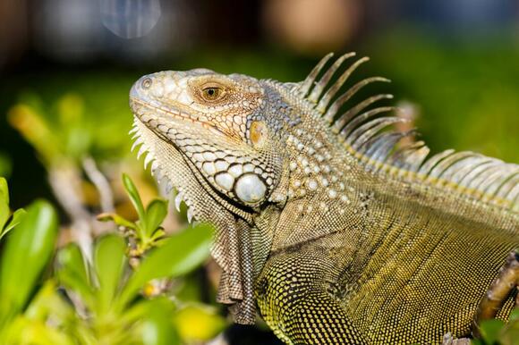 The Most Endangered Reptiles in the World - NewsBreak