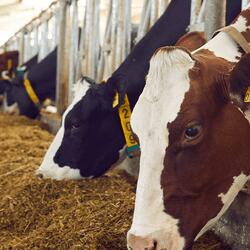 Second Farm Worker Infected With H5N1 Bird Flu By Dairy Cows In USA ...