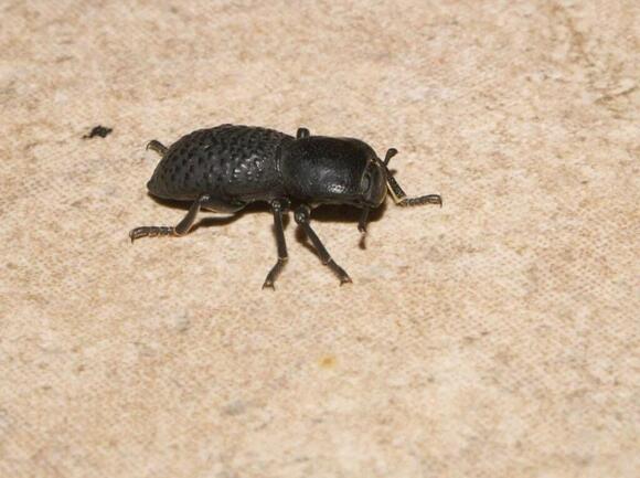 This Beetle Can Survive Being Run Over by a Car - NewsBreak