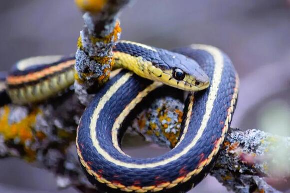 7 Common Misconceptions About Snakes Debunked by Experts - NewsBreak