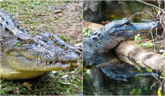 30 Animals That Use Tools: How Species Have Mastered the Art of Tool ...