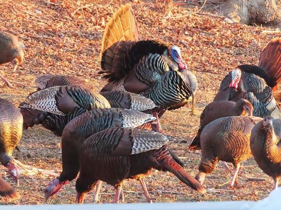 Animal Abuse Cases on the Rise in Upstate New York - NewsBreak