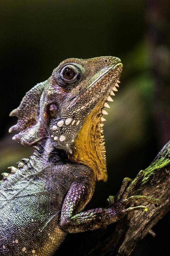 14 Signs Your Pet Reptile Is Stressed - NewsBreak