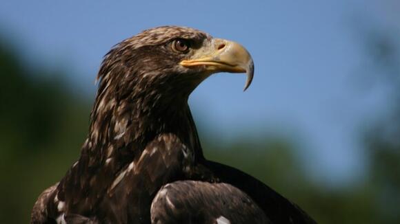 Which Eagle Represents Fire Signs, Earth Signs, and Air Signs? - NewsBreak