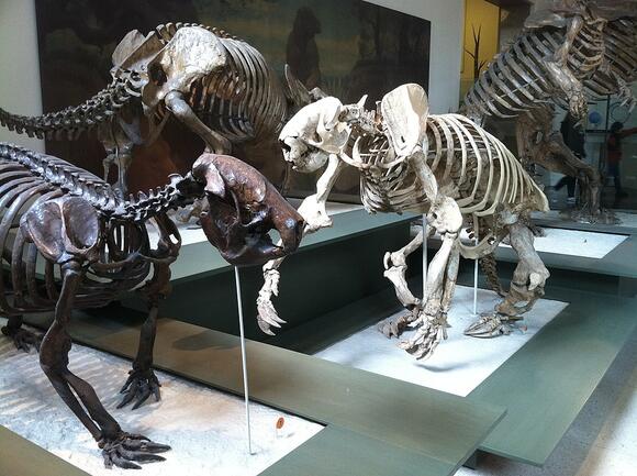 How a Giant Sloth Skeleton Changed Evolution Theories - NewsBreak