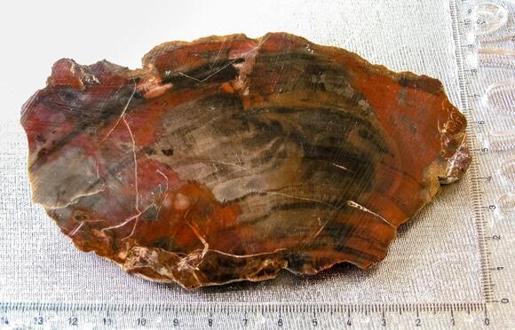 The Forest That Turned to Stone: Fossilized Wood and Ancient Clues in ...
