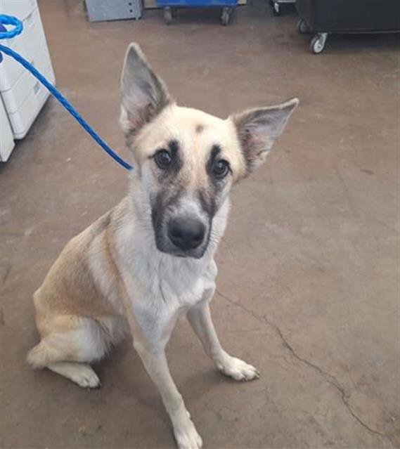 Young Dog Mocha Available for Adoption in Dallas - NewsBreak