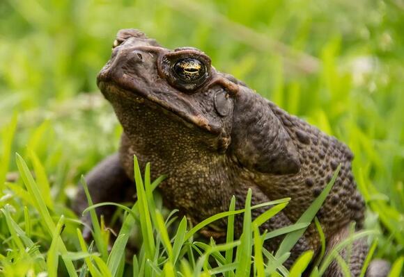 How to Build a Simple "Toad Abode" to Keep Natural Pest Controllers in ...