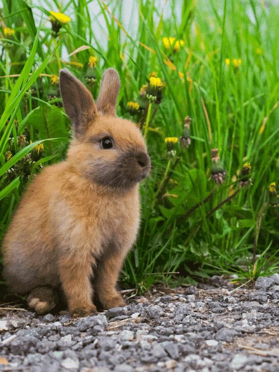 Baby Rabbits - NewsBreak