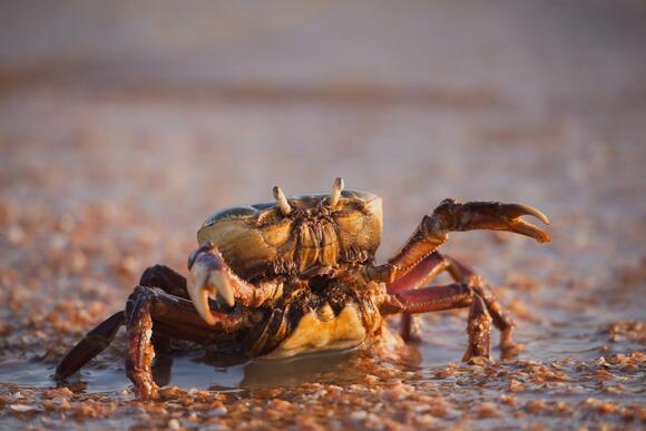 This Parasitic Barnacle Castrates Crabs and Then Controls Their Bodies ...