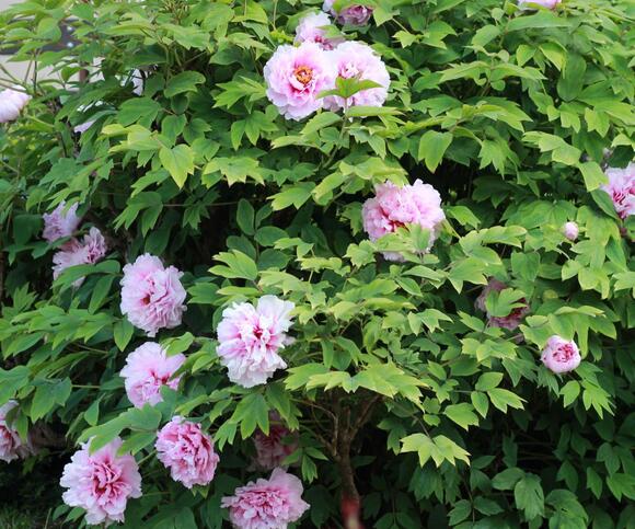 What to Do With Peonies in June to Unlock a Stunning Show of Flowers ...