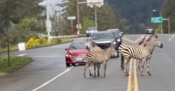 4 Zebras Run Loose on Washington State Highway - NewsBreak