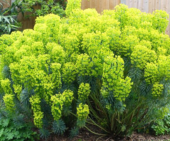 What Your Birth Month Flower Color Says About You – The Special Meaning ...