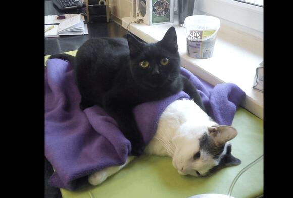 Cat Dedicates His Life To Helping Sick Animals After Surviving Illness ...