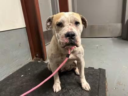 🐶 Playful & Loving Dogs Ready for Adoption in Jourdanton - NewsBreak