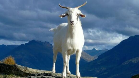 What Forest Animal Matches Your Zodiac Sign’s Emotional Nature - NewsBreak
