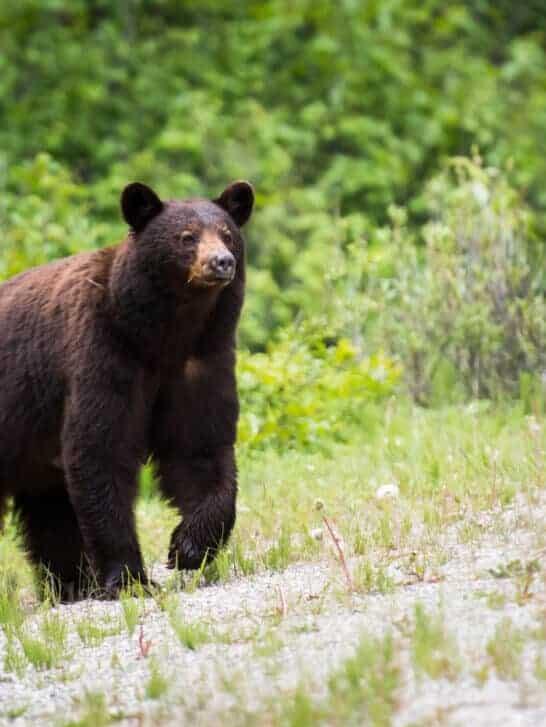 5 Best Places to See Black Bears - NewsBreak