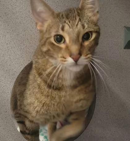 🐱 Friendly Cats Waiting for Adoption in Waupaca - NewsBreak