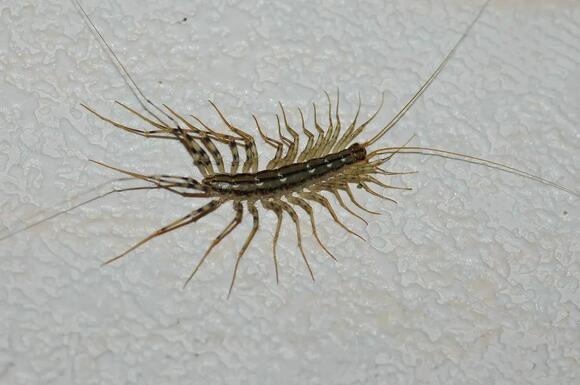 6 Centipedes Found in Ohio: Complete Identification Guide - NewsBreak