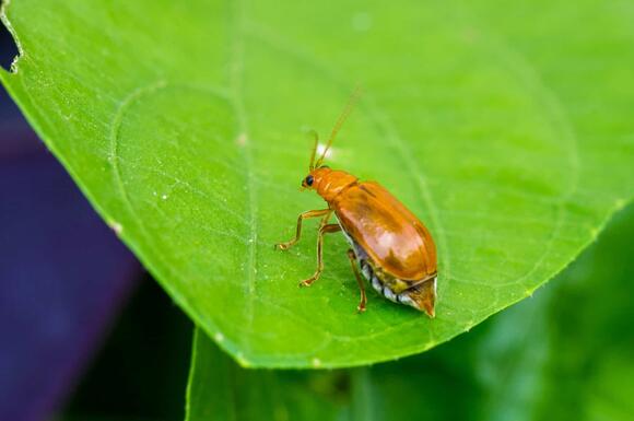 The Most Explosive Defense Mechanism Belongs to a Beetle - NewsBreak