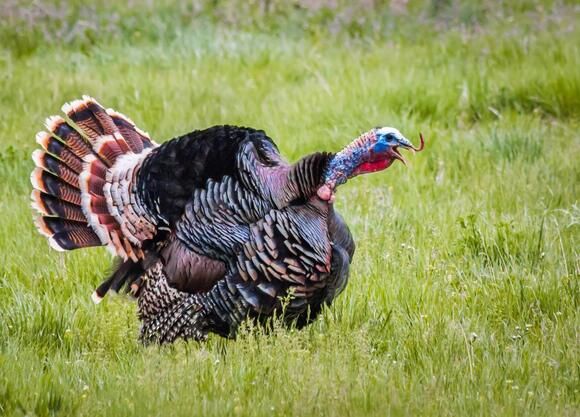 Country Star Spotted Turkey Hunting in Upstate NY - NewsBreak