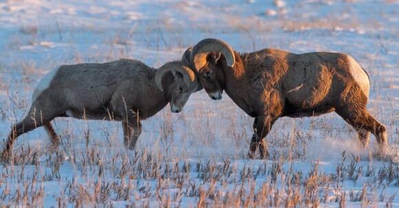 Discover 8 Animals that Represent and Are Associated With the Sun ...