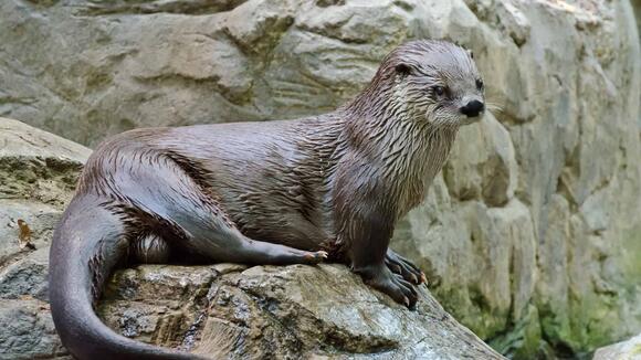 Top 10 Animals and Wildlife in Yellowstone National Park - NewsBreak