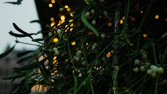 Best Time and Place to See Fireflies Light Up a Forest - NewsBreak
