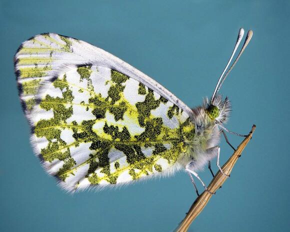 What the Butterfly Spirit Animal Teaches Us About Transformation ...