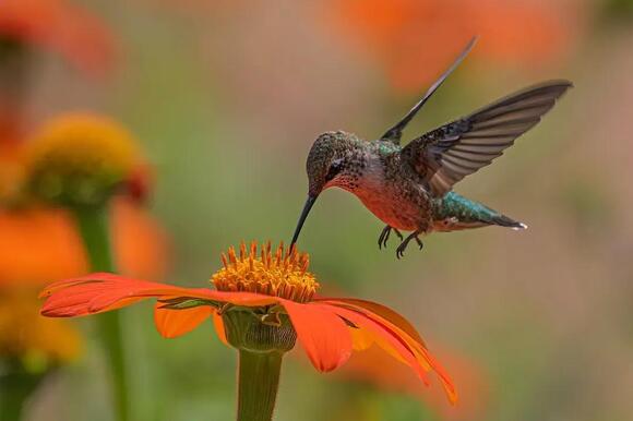 14 Strange Hummingbird Behaviours Experienced Gardeners Say They Wish ...