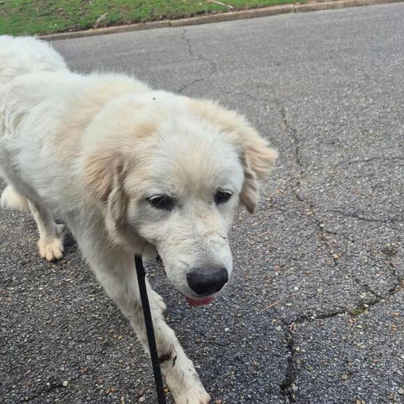 🐶 Gentle, Loyal & Loving Dogs Ready for Adoption in Montgomery - NewsBreak