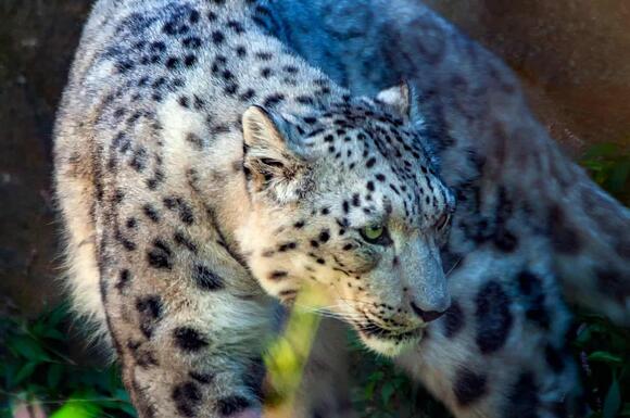 How the Snow Leopard Hunts Quietly in the Mountains - NewsBreak