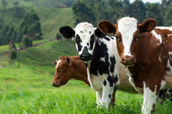 Watch As A Cow Jumps Onto A Roof - NewsBreak