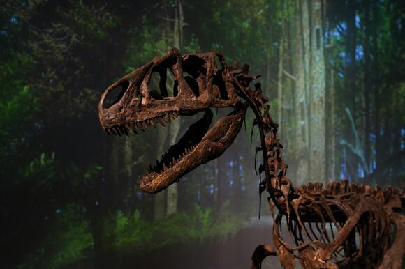 When Fossils Challenged the Bible: The Church’s Early Reaction to ...