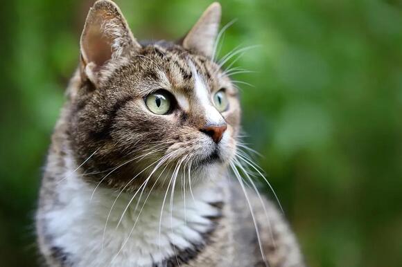 Forget Everything You Knew About Cat Independence - NewsBreak