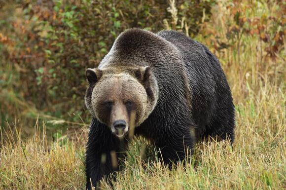 12 Bear Behaviors Explained by Experts - NewsBreak