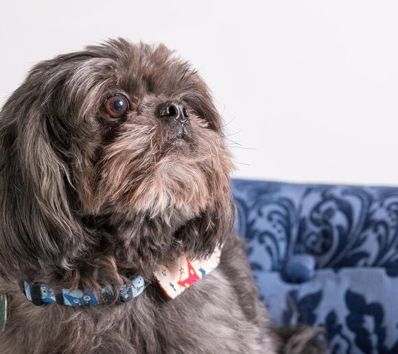 10 Quiet Dog Breeds Perfect for Suburban Homes (and 10 That Just Won’t ...