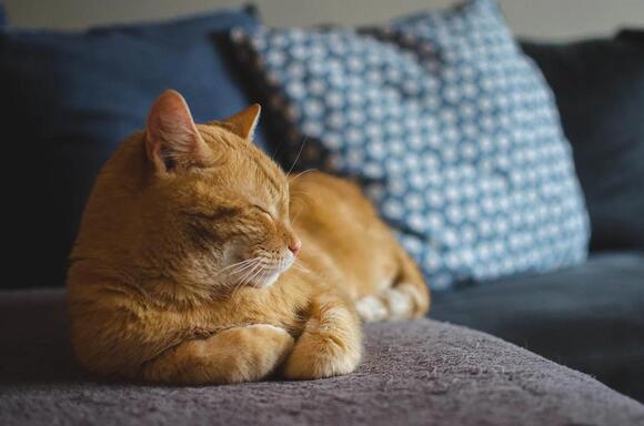 The Connection Between Cats and Meditation: A Calming Effect - NewsBreak