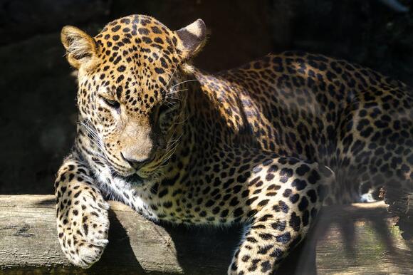 Dangerous Leopard Finally Captured After Terror Attacks in Maharashtra ...