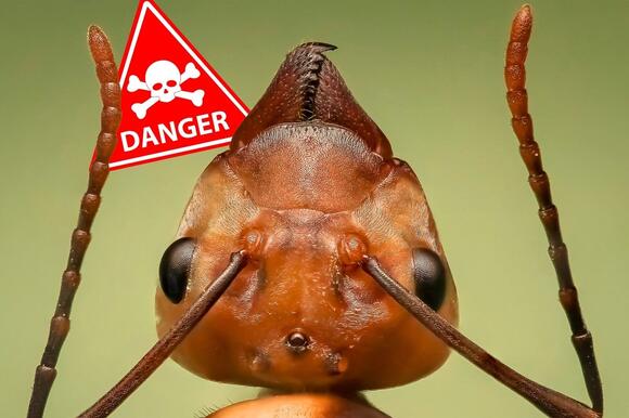 The Most Toxic Insect in the WORLD - NewsBreak