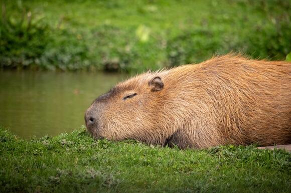 11 Signs a Capybara Is Comfortable Around You - NewsBreak