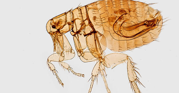 First US Case of 14th-Century Bubonic Plague That Killed 50 Million ...