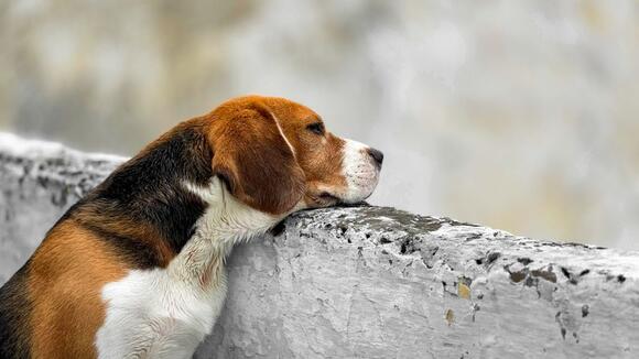 7 Moments That Break a Dog’s Heart – And How to Heal Them After - NewsBreak