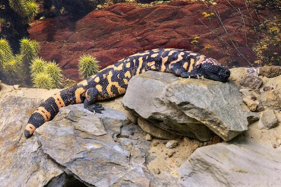 Exploring The New Dragon Exhibit At Gatlinburg's Aquarium - NewsBreak