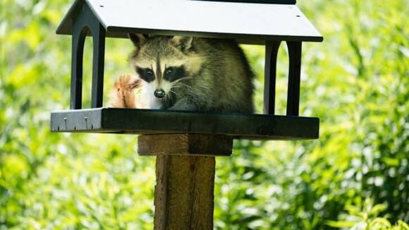 The Smartest Animals Who Show Problem-Solving Skills - NewsBreak