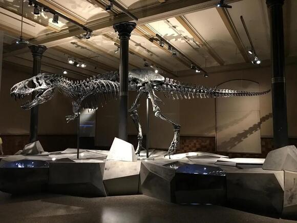 9 Iconic Dinosaur Fossils That Changed Our Perception of Prehistoric ...