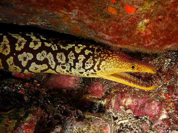 The Top 11 Weirdest Looking Creatures Found in the Deep Sea - NewsBreak