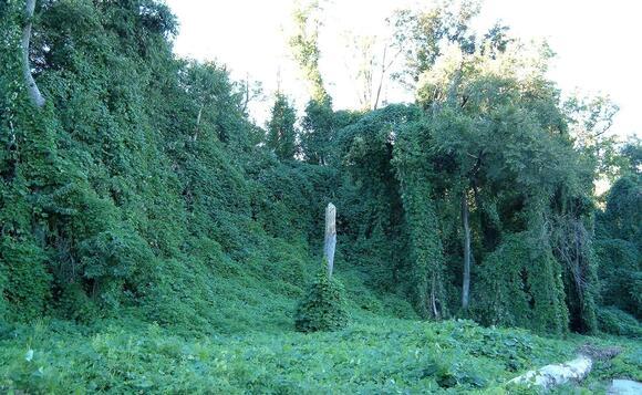 The Kudzu Story: How One Vine Was Imported to Stop Erosion—And Took ...